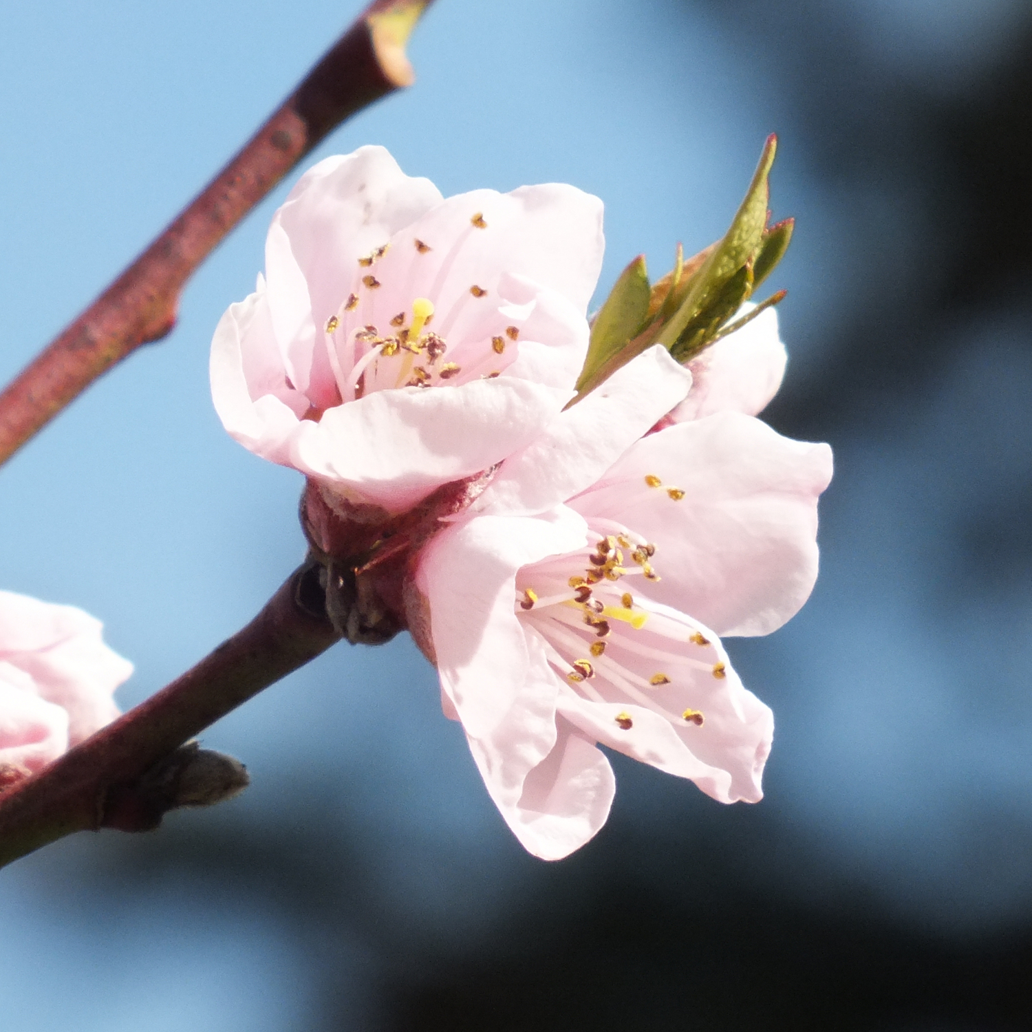 Frühling – Volkersworld